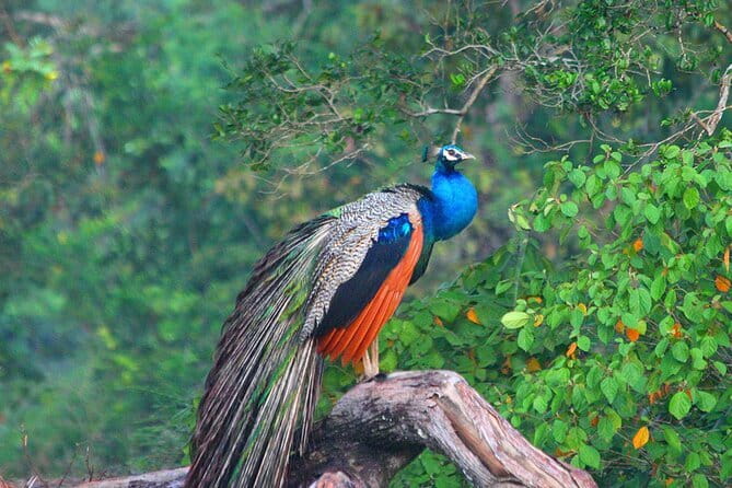 Wilpattu National Park Private Jeep Safari From Colombo & Negombo - Detailed Itinerary Breakdown