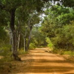 Wilpattu National Park Private Jeep Safari From Colombo & Negombo - The Value of a Private Safari