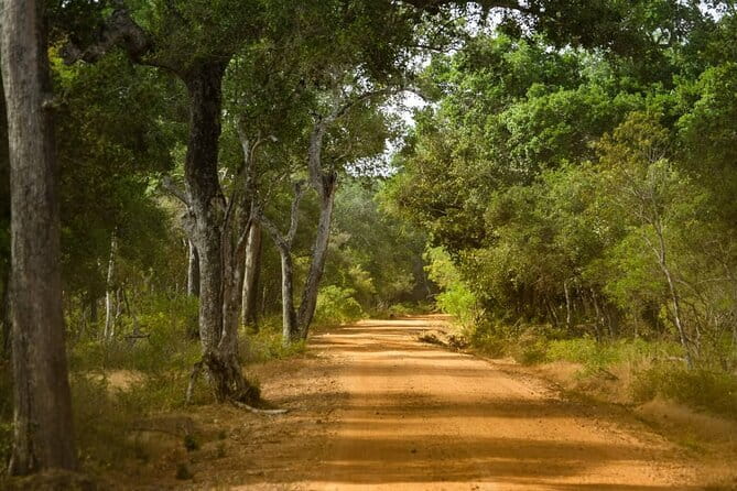 Wilpattu National Park Private Jeep Safari From Colombo & Negombo - The Value of a Private Safari
