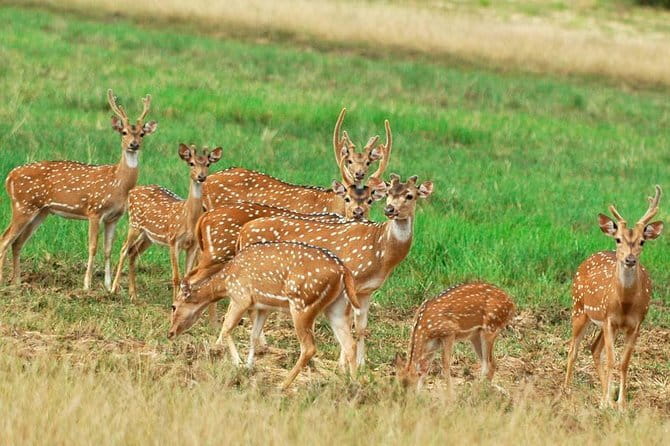 Wilpattu National Park Private Jeep Safari From Colombo & Negombo - Practical Tips and Final Thoughts