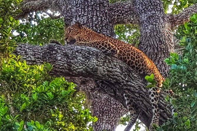 Wilpattu National Park Private Jeep Safari From Colombo & Negombo - The Sum Up