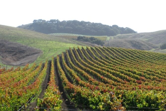 Wine Country Van Tour in Santa Ynez Valley - An In-Depth Look at the Santa Ynez Valley Wine Tour