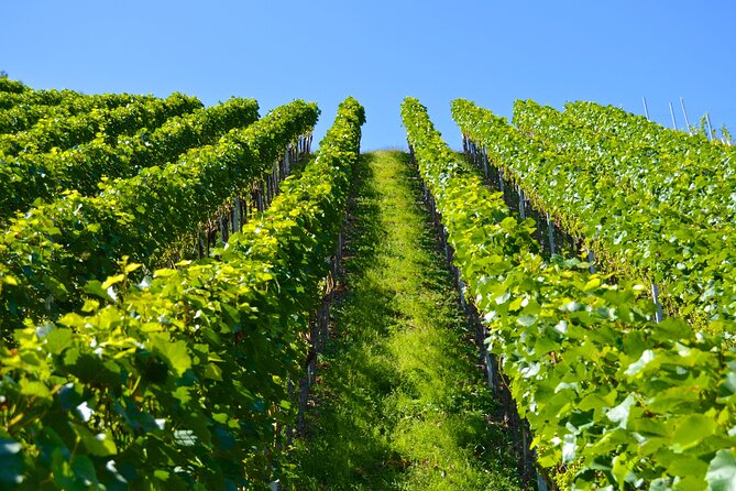 Wine History Tours in Willamette Valley Oregon - Why Choose This Tour? The Highlights