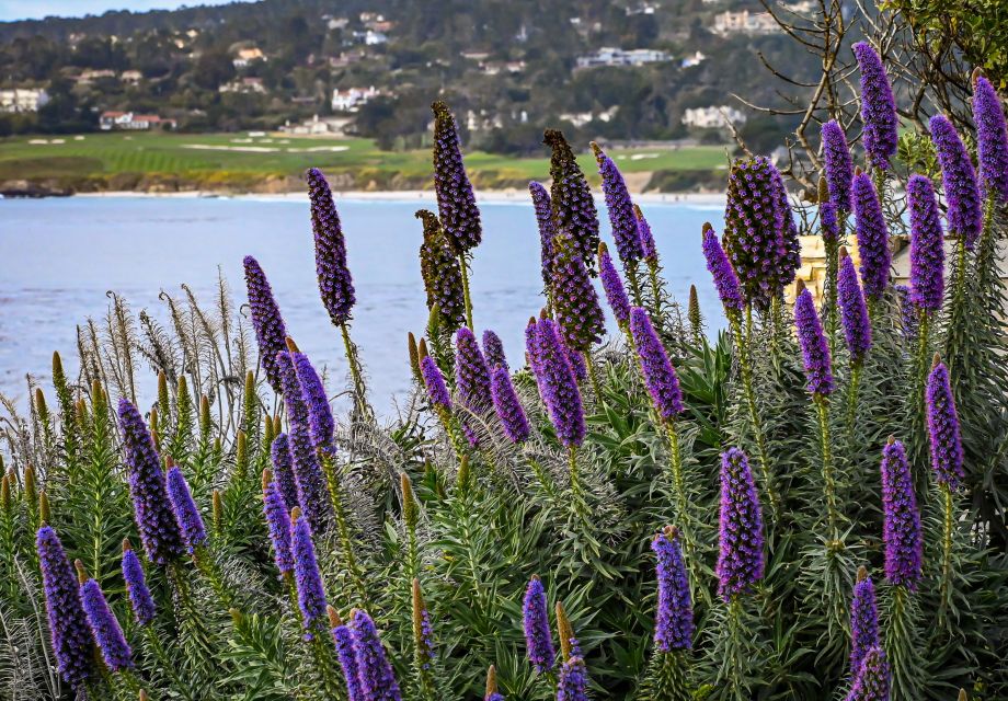 Wine Tasting and Walking Tour of Carmel-by-the-Sea - The Experience’s Highlights and Drawbacks