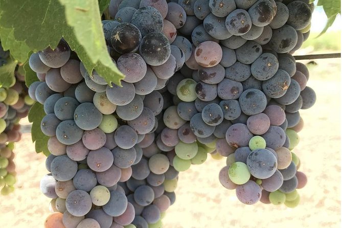 Wine Tour Pros - Napa Valley Wine Tour and Transportation - Highlights from Reviewers