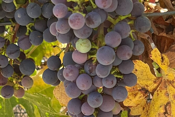 Wine Tour Pros - Wine Tour in Napa Valley: SUV For Up To 6 Guests - Exploring the Details of the Napa Valley Private Wine Tour  