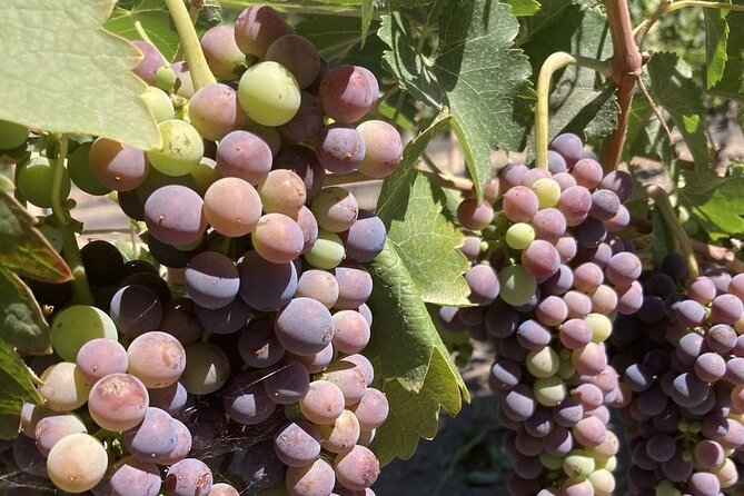 Wine Tours One - Exploring Santa Barbara with Wine Tours One: A Personal Touch to Wine Country