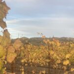 Wine Tours Three - FAQs