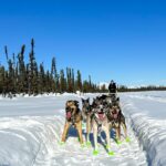 Winter Dog Sled Tour: Day or Night. - What to Expect During the Tour
