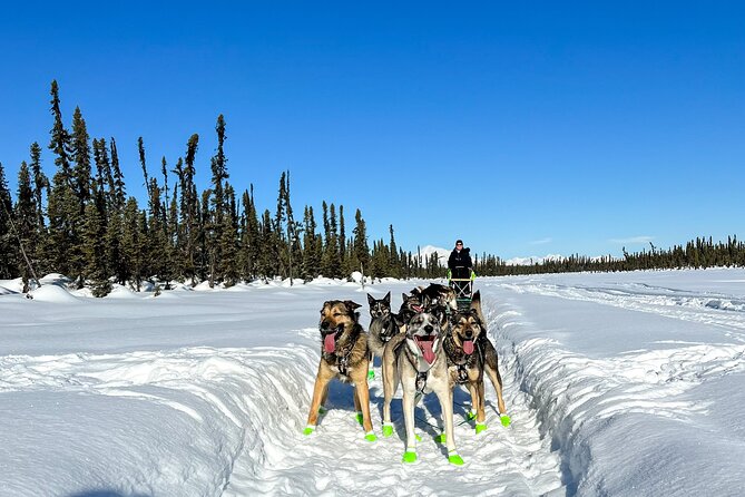 Winter Dog Sled Tour: Day or Night. - What to Expect During the Tour