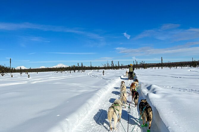 Winter Dog Sled Tour: Day or Night. - Final Thoughts