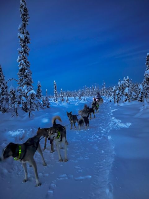 Winter Dog Sled Tour Day or Night Mush! - Discover the Magic of a Winter Dog Sled Tour in Alaska