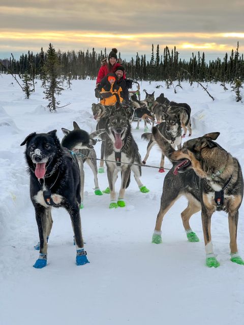 Winter Dog Sled Tour Day or Night Mush! - Authentic and Expert-Led