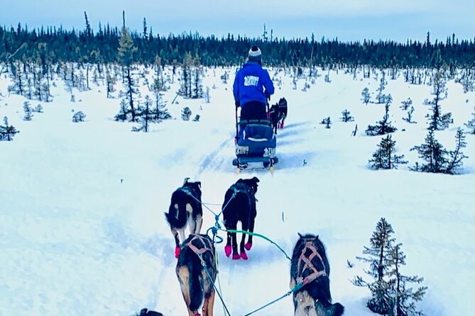Winter Dog Sledding in Knik, Alaska - Key Points
