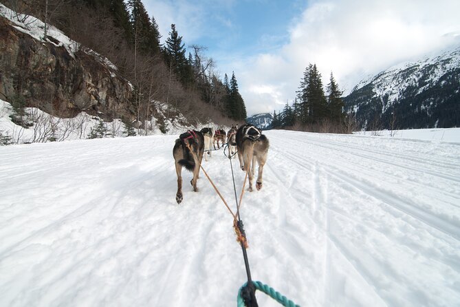 Winter Dog Sledding in Knik, Alaska - What Is Included in the Tour?