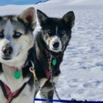 Winter Dog Sledding in Knik, Alaska - The Itinerary: What to Expect