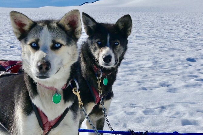 Winter Dog Sledding in Knik, Alaska - The Itinerary: What to Expect