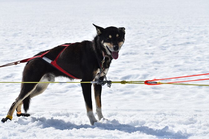 Winter Dog Sledding in Knik, Alaska - The Value of the Experience