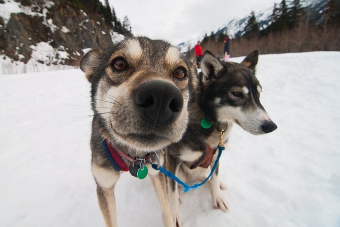 Winter Dog Sledding in Knik, Alaska - FAQ