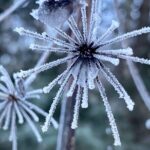 Winter Valley and Forest Hike - Is This Tour Worth It?