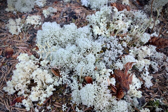 Winter Valley and Forest Hike - Final Thoughts