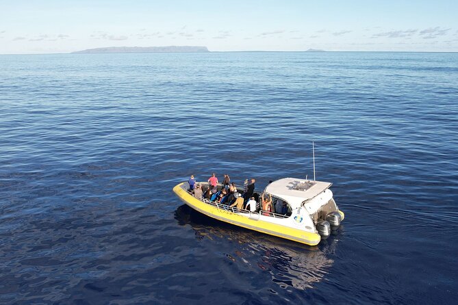 Winter Whale Watching Adventure in Kauai - Authentic Experiences from the Reviews