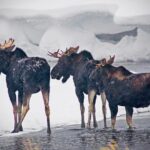 Winter Wildlife Safari in Yellowstone National Park - Value & Practical Insights