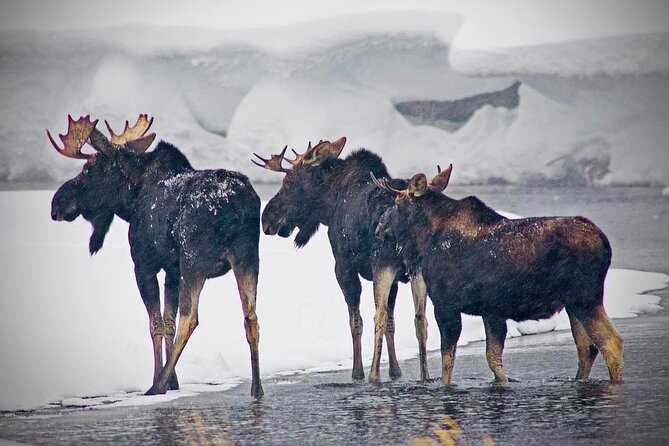 Winter Wildlife Safari in Yellowstone National Park - Value & Practical Insights