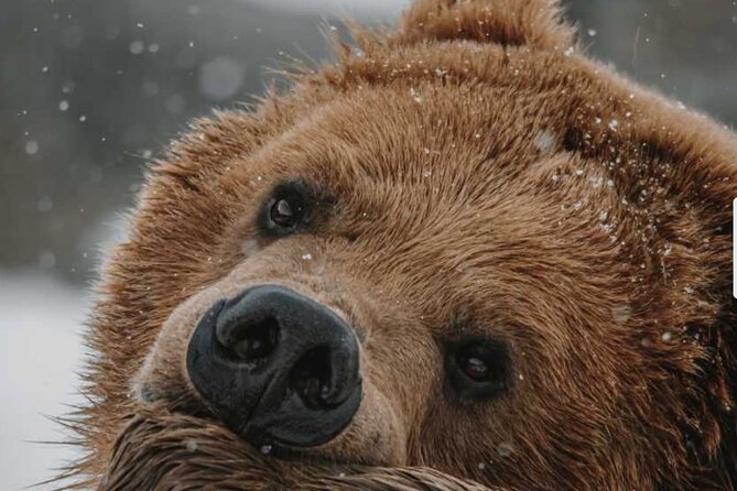 Winter Wildlife Safari: Lamar Valley | Bozeman | PRIVATE + Lunch - Key Points