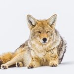 Winter Wildlife Safari: Lamar Valley | Bozeman | PRIVATE + Lunch - What’s Included and What’s Not