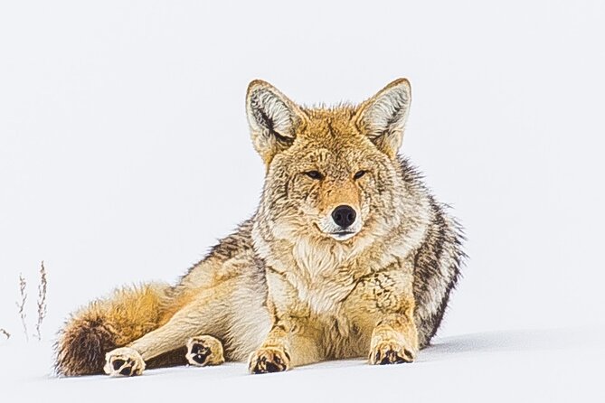 Winter Wildlife Safari: Lamar Valley | Bozeman | PRIVATE + Lunch - What’s Included and What’s Not