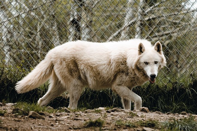 Wolf Experience - What to Expect from the Wolf Experience