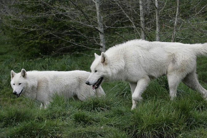Wolf Experience - Authentic Perspectives from Visitors