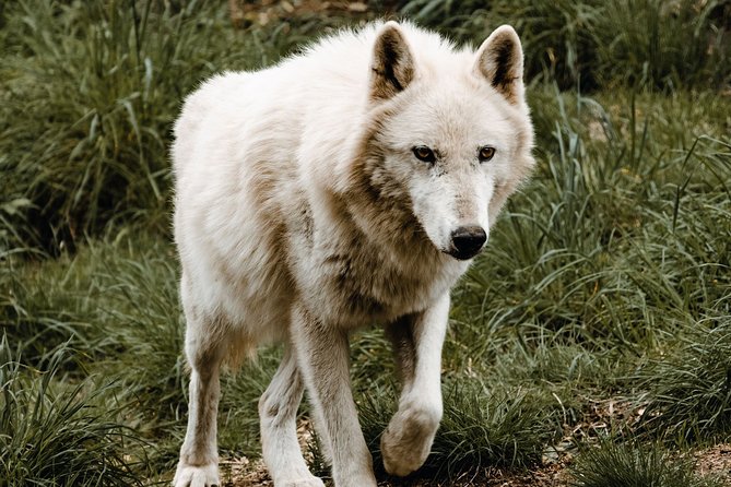 Wolf Experience - The Benefits of Supporting White Wolf Sanctuary
