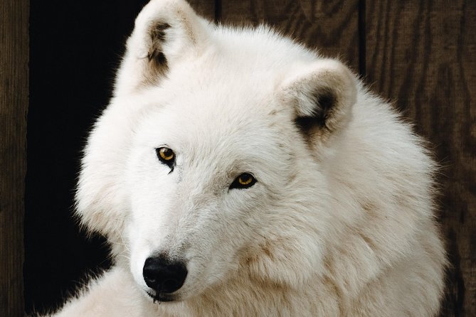 Wolf Experience - Who Will Love This Experience?