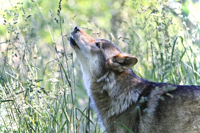 Wolf Experience - FAQs