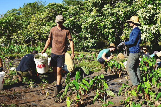 Work with Native Reforestation and Polynesian Agriculture in Maui - A Deep Dive Into the Itinerary and Experience