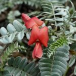 Work with Native Reforestation and Polynesian Agriculture in Maui - What Makes This Tour Stand Out?