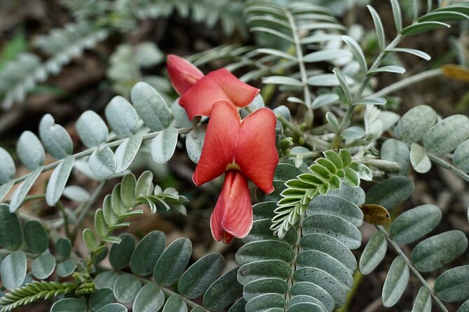 Work with Native Reforestation and Polynesian Agriculture in Maui - What Makes This Tour Stand Out?