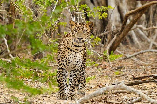 Yala National Park Private Jeep Safari From Colombo & Negombo - In-Depth Look at the Yala Safari Experience
