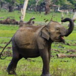 Yala National Park Private Jeep Safari From Colombo & Negombo - The Sum Up