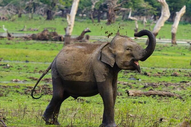 Yala National Park Private Jeep Safari From Colombo & Negombo - The Sum Up