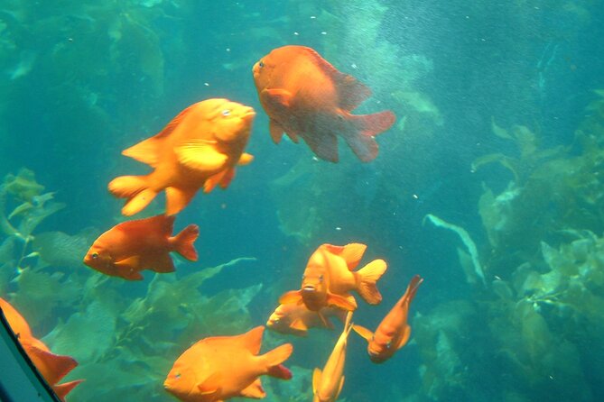 Yellow Semi-Submarine Tour of Catalina Island From Avalon - FAQ