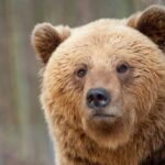 Yellowstone and Grand Teton 4 Day 3 Night Wildlife Adventure - Practical Tips for Potential Travelers