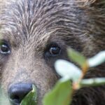Yellowstone and Grand Teton National Parks Wildlife Adventure (2 Day/1 Night) - What Makes This Tour Special?