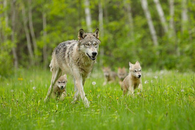 Yellowstone and Grand Teton National Parks Wildlife Adventure (2 Day/1 Night) - Who Is This Tour Best For?