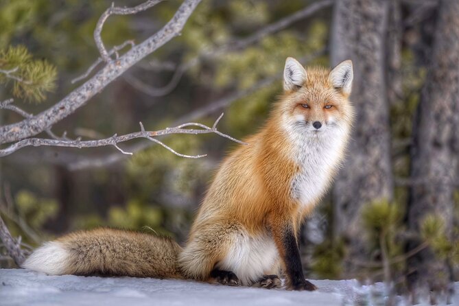 Yellowstone and Grand Teton National Parks Wildlife Adventure (2 Day/1 Night) - FAQ