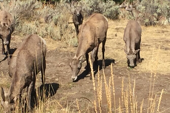 Yellowstone For Kids All-inclusiveFamily Fun Tours PU Cody Wy - Who Would Love This Tour?