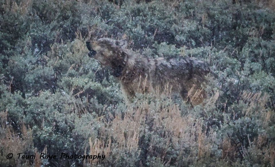 Yellowstone: Full-Day Private Guided Tour by Car with Lunch - Key Points