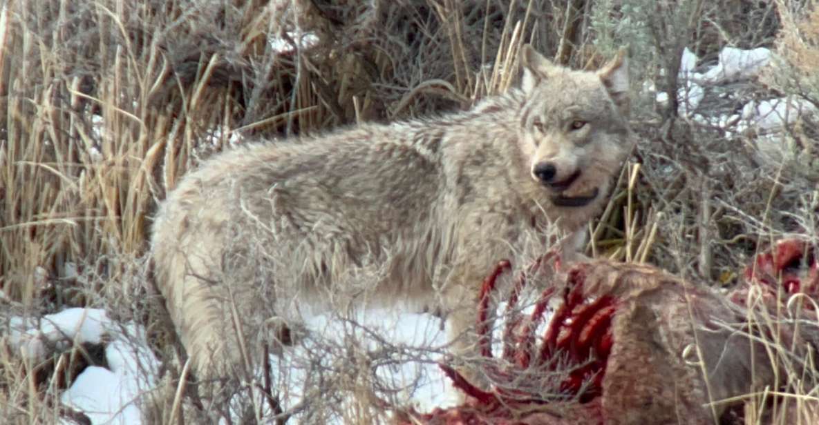 Yellowstone: Full-Day Private Guided Tour by Car with Lunch - The Itinerary Breakdown